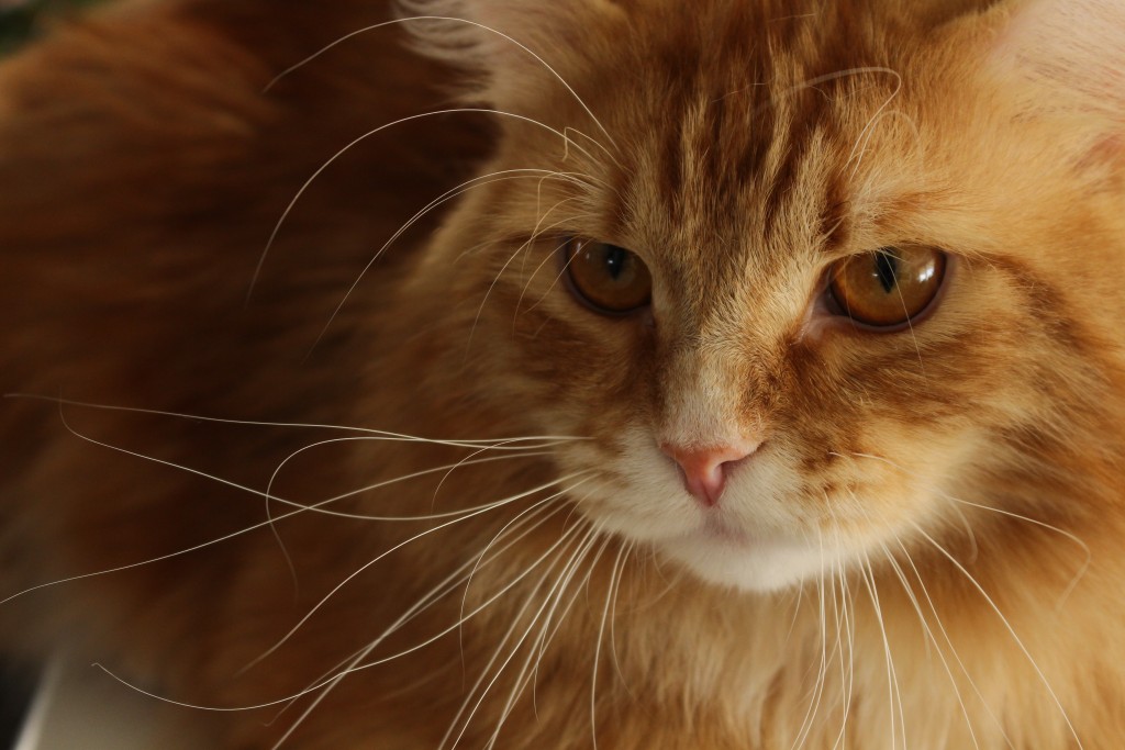 Retired Cats - Siberian Tale