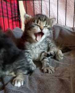 Nikolai 2 weeks 1 - Siberian Tale